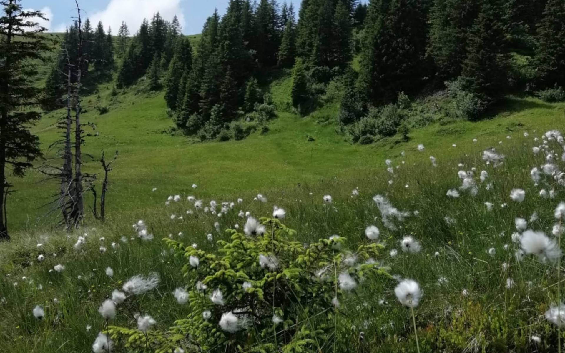Die Moorlandschaft Glaubenberg erhält eine eigene Webseite! | Pro ...